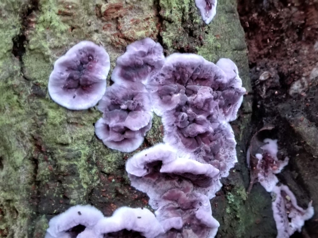Silverleaf Fungus - Wild Food UK