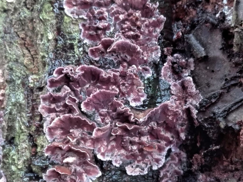 Silverleaf Fungus - Wild Food UK