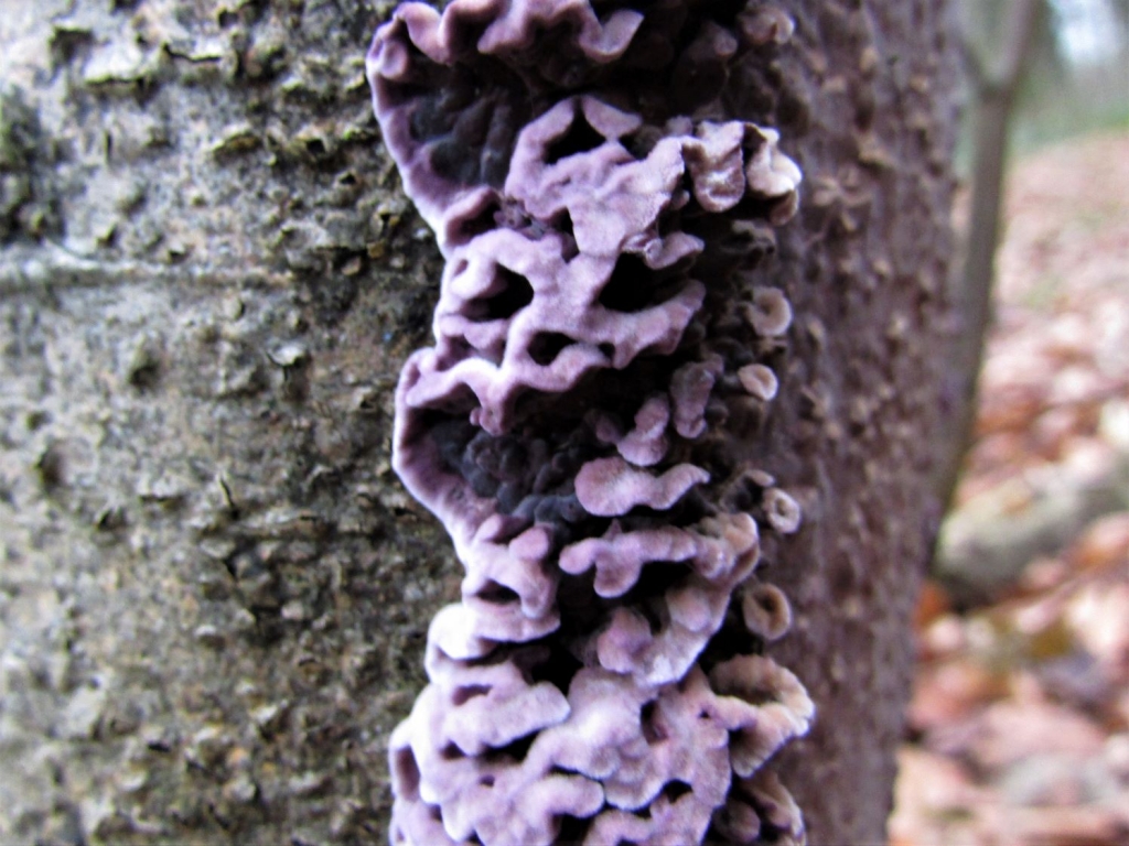 Silverleaf Fungus - Wild Food UK