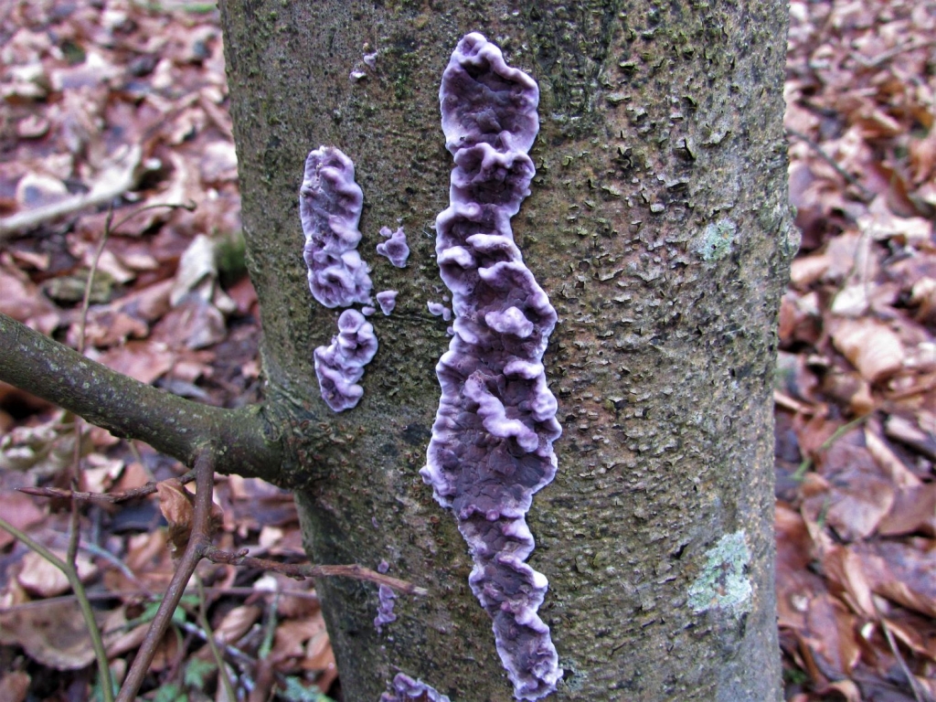 Silverleaf Fungus - Wild Food UK