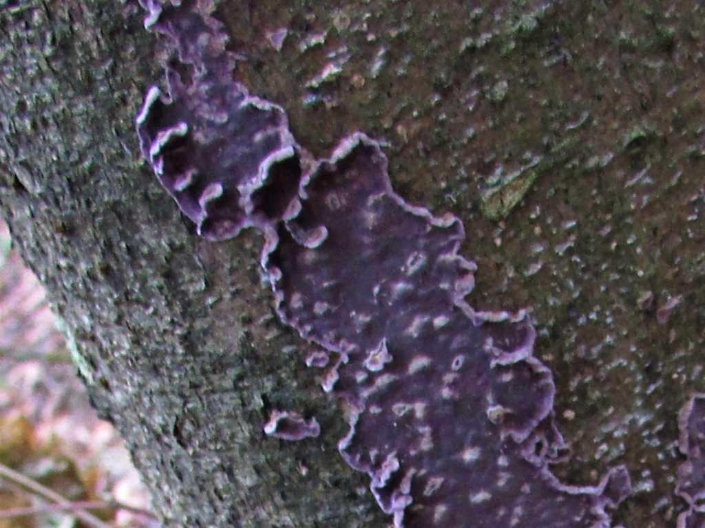 Silverleaf Fungus - Wild Food UK