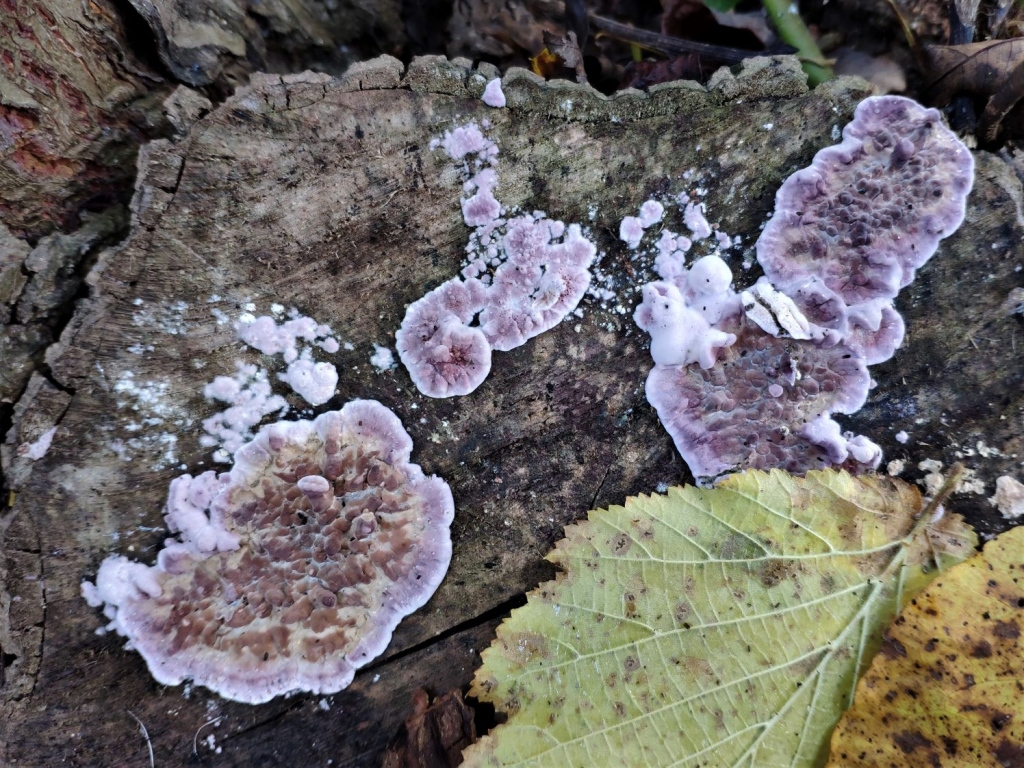 Silverleaf Fungus - Wild Food UK