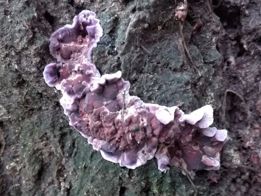 Silverleaf Fungus - Wild Food UK