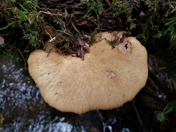 Tuberous Polypore - Wild Food UK