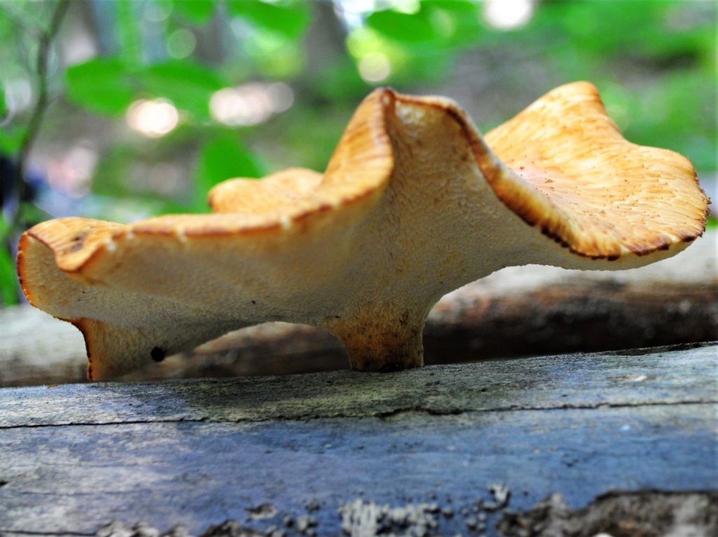 Tuberous Polypore - Wild Food UK