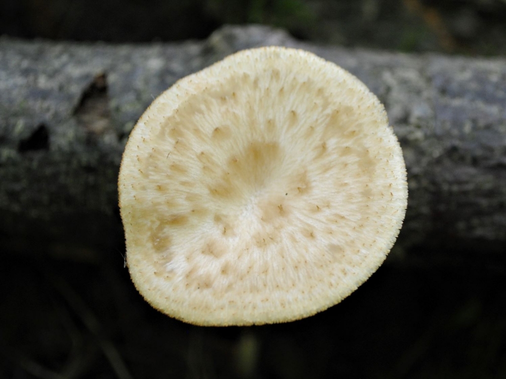 Tuberous Polypore - Wild Food UK
