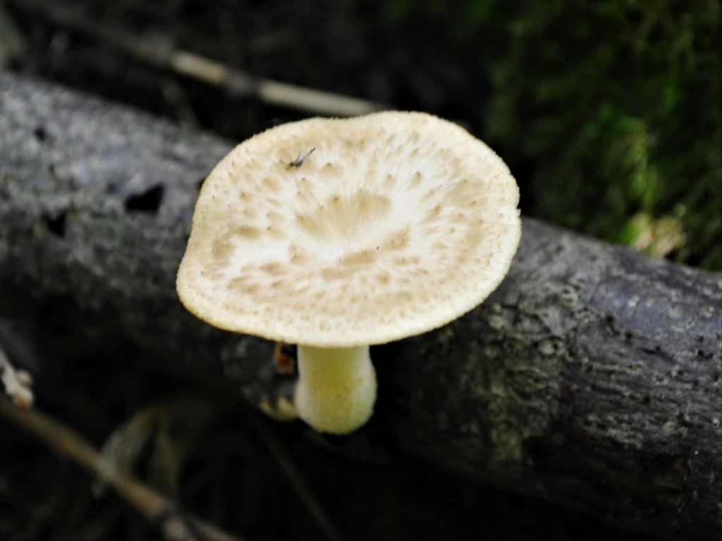 Tuberous Polypore - Wild Food UK