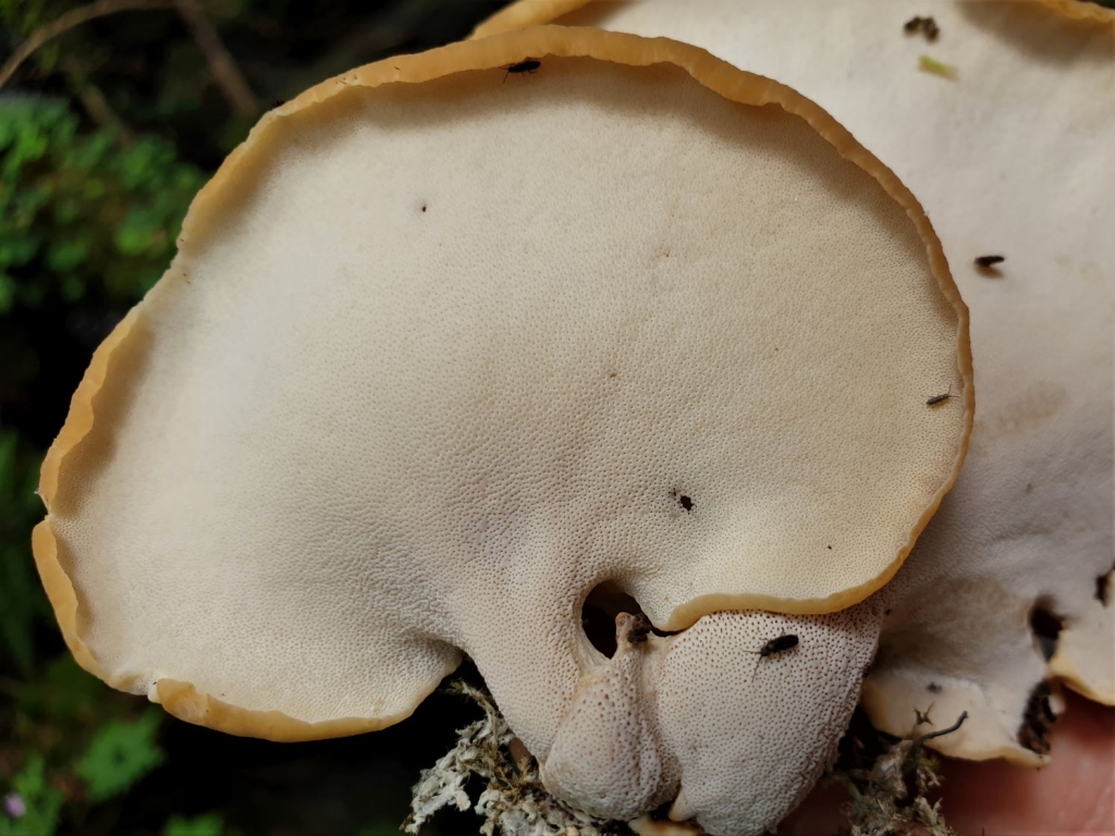 Tuberous Polypore - Wild Food UK