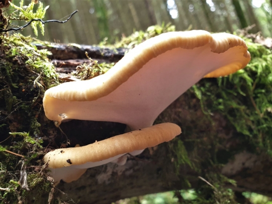 Tuberous Polypore - Wild Food UK