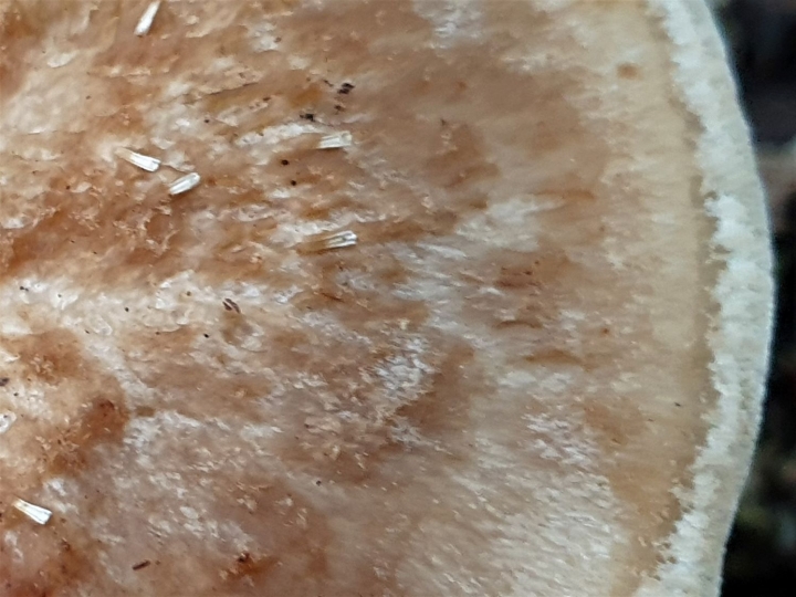 Tuberous Polypore - Wild Food UK