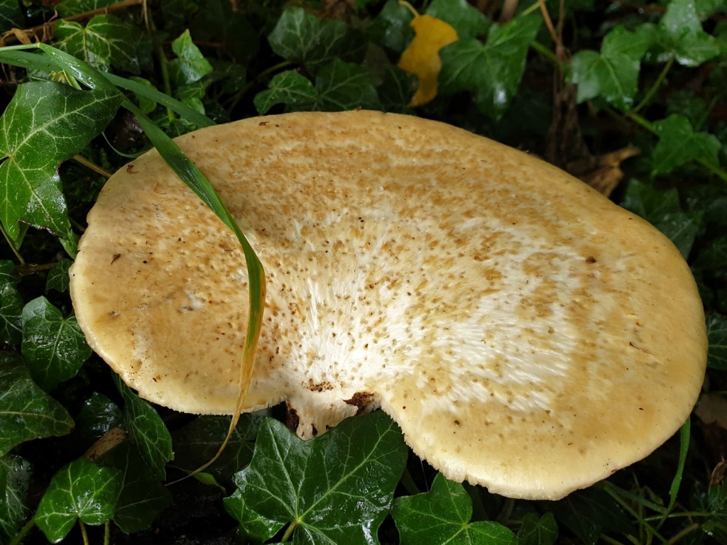 Tuberous Polypore - Wild Food UK