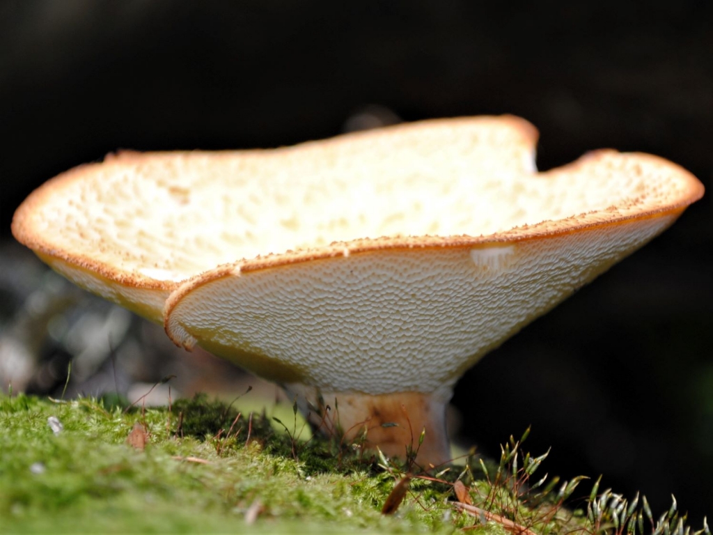 Tuberous Polypore