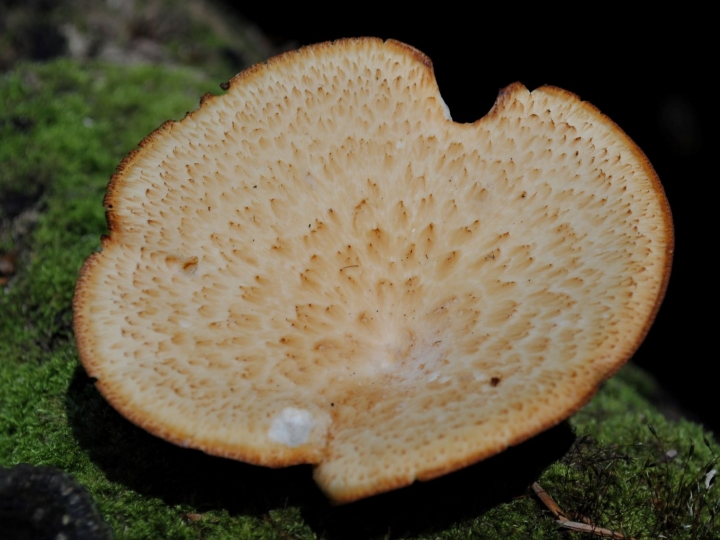 Tuberous Polypore - Wild Food UK