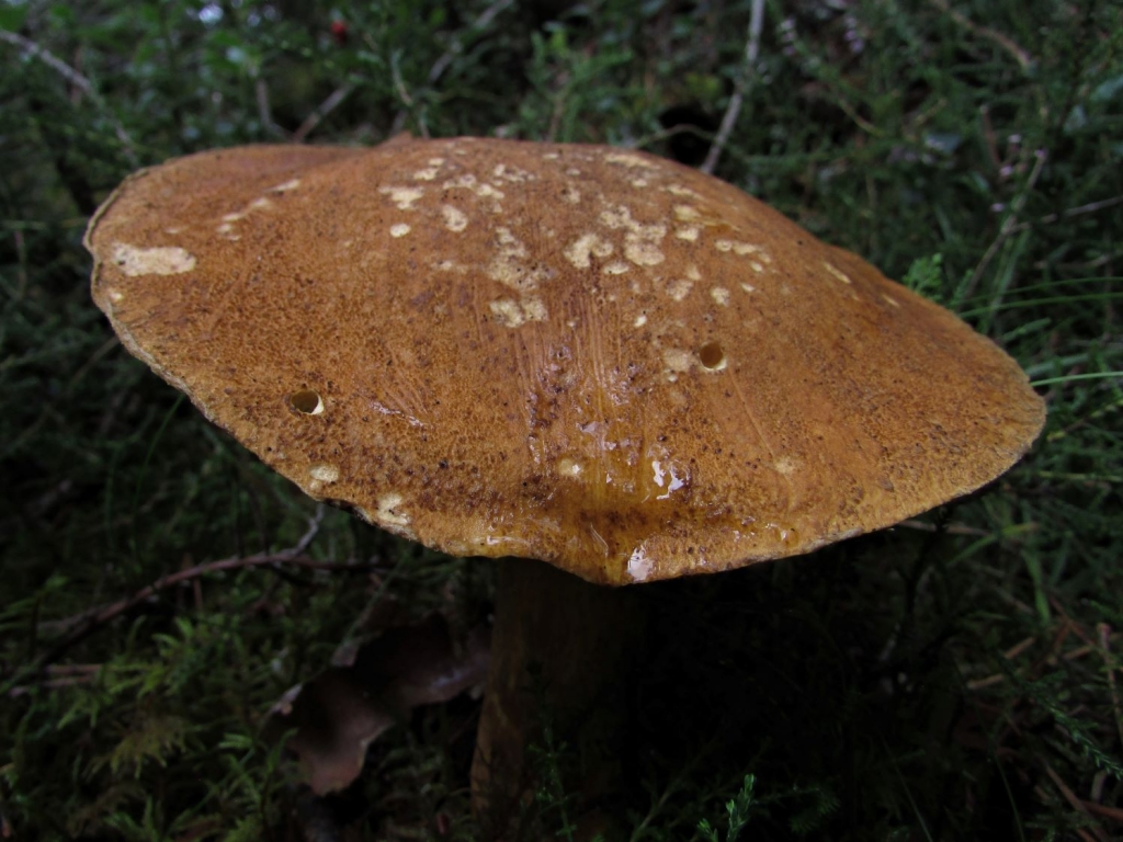 Velvet Bolete - Wild Food UK