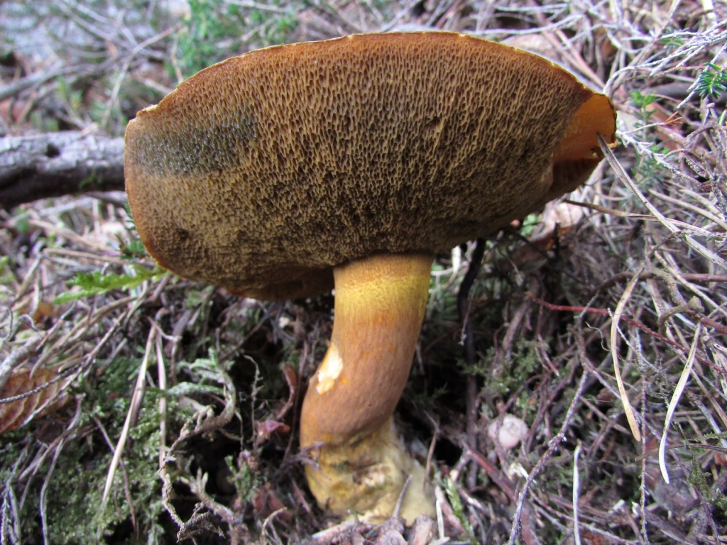 Velvet Bolete - Wild Food UK