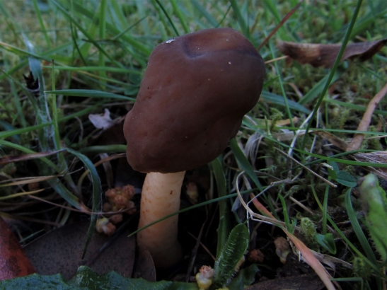 Thimble Morel - Wild Food UK
