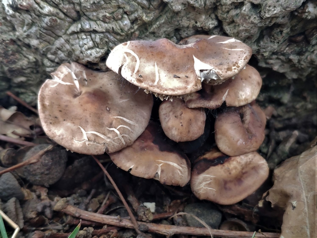 Spindle Toughshank - Wild Food UK