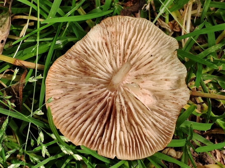 Spindle Toughshank - Wild Food UK