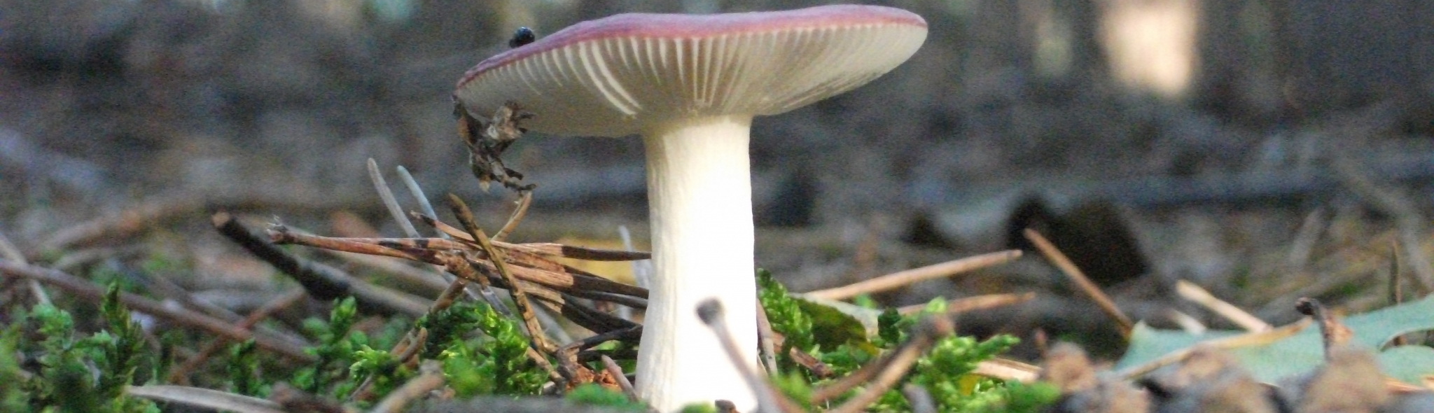 Field Mycology and Mushroom Foraging Courses