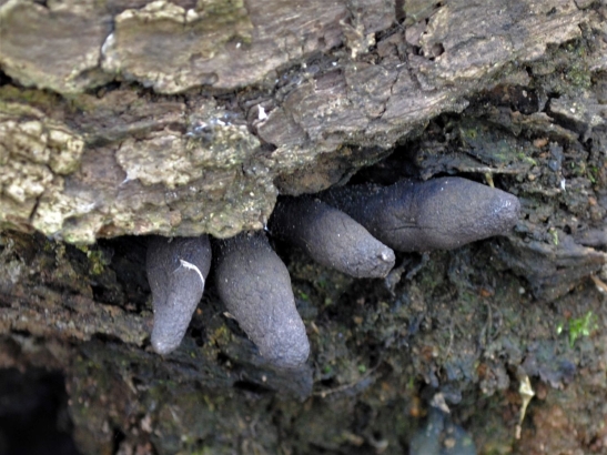 Dead Man’s Fingers - Wild Food UK