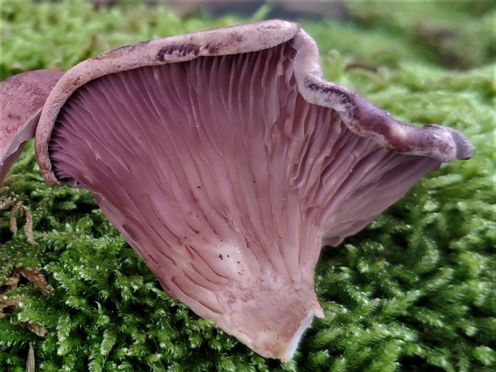 Lilac Oysterling - Wild Food UK
