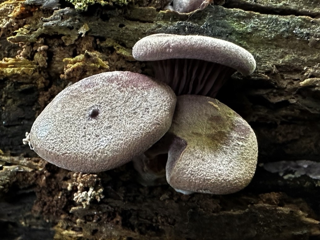 Lilac Oysterling - Wild Food UK