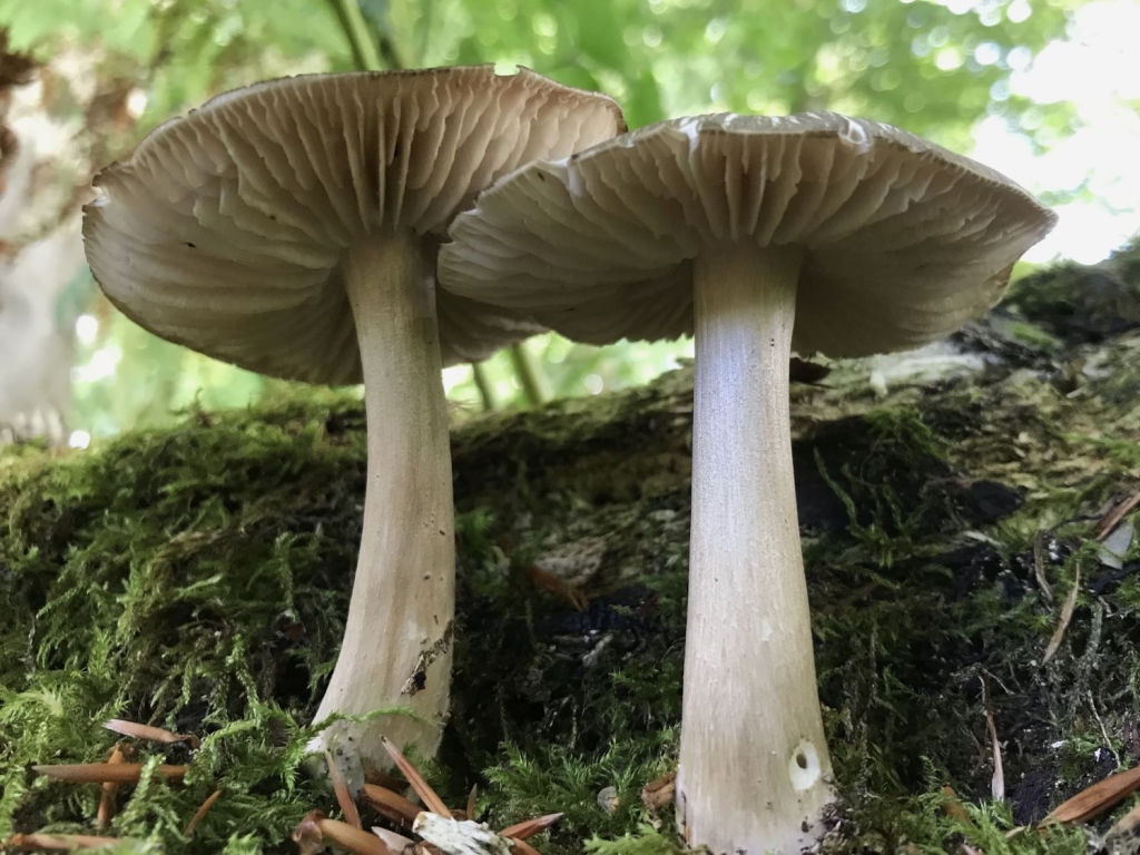 Whitelaced Shank - Wild Food UK