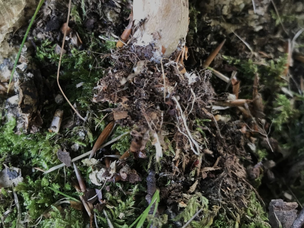 Whitelaced Shank - Wild Food UK