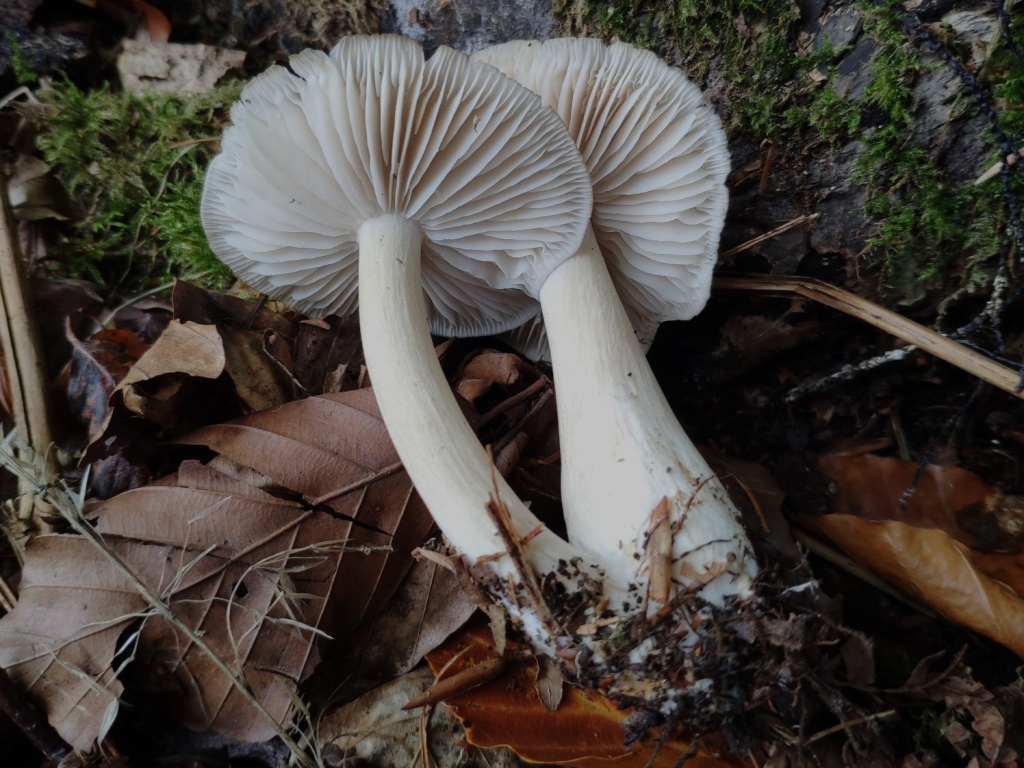 Whitelaced Shank - Wild Food UK
