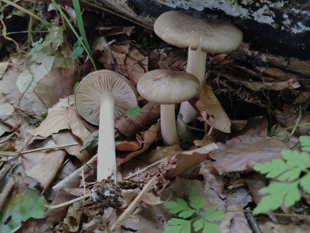Whitelaced Shank - Wild Food UK