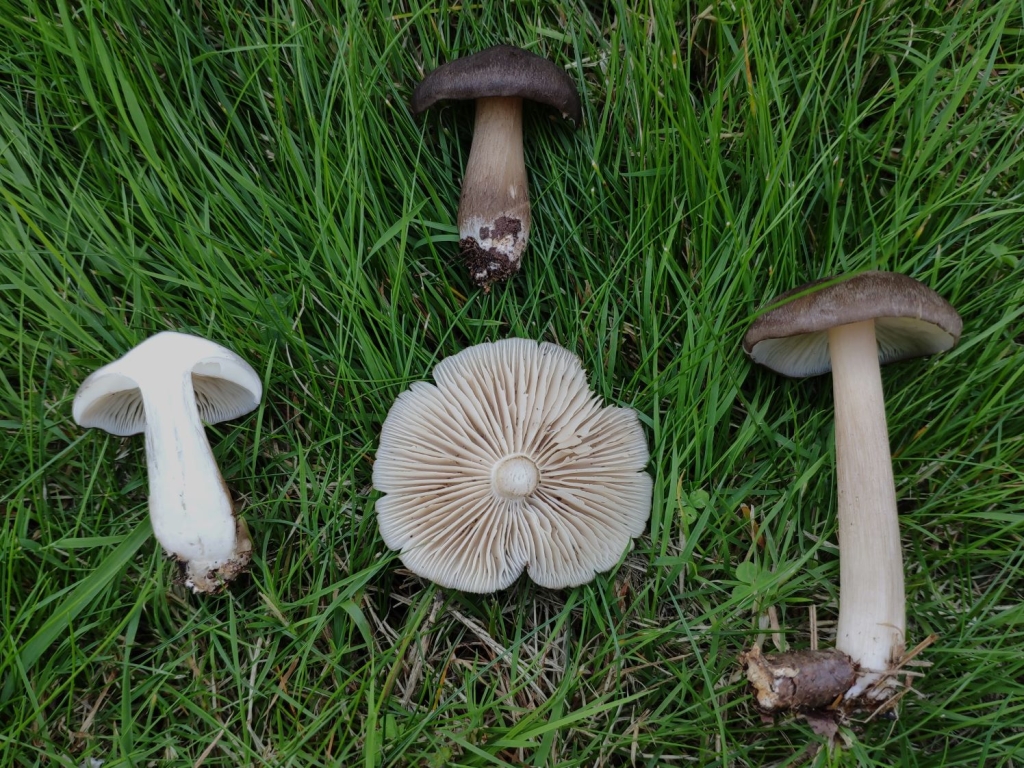 Whitelaced Shank - Wild Food UK