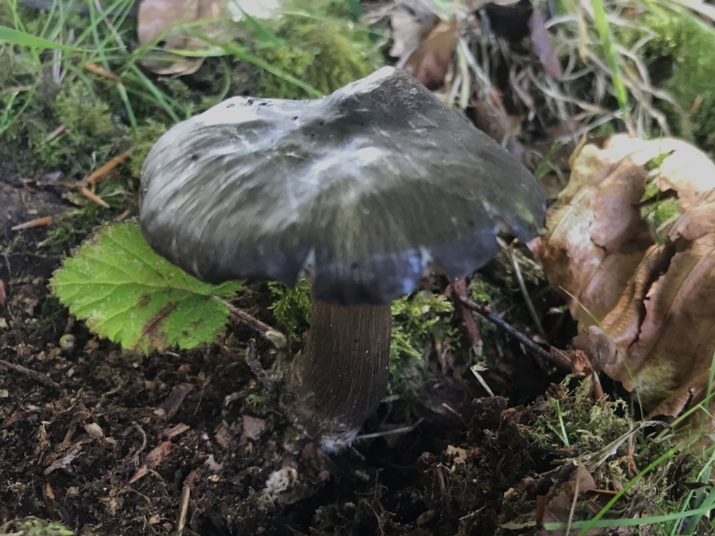 Whitelaced Shank - Wild Food UK