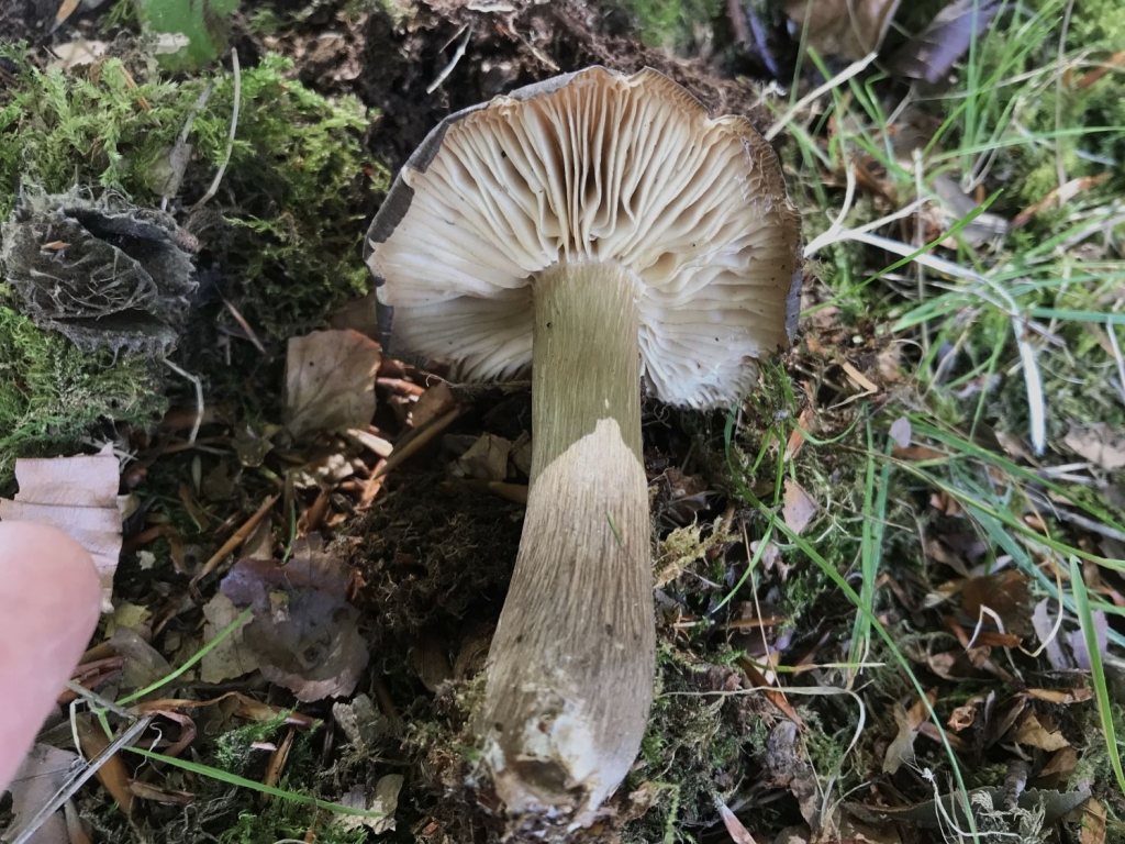 Whitelaced Shank - Wild Food UK