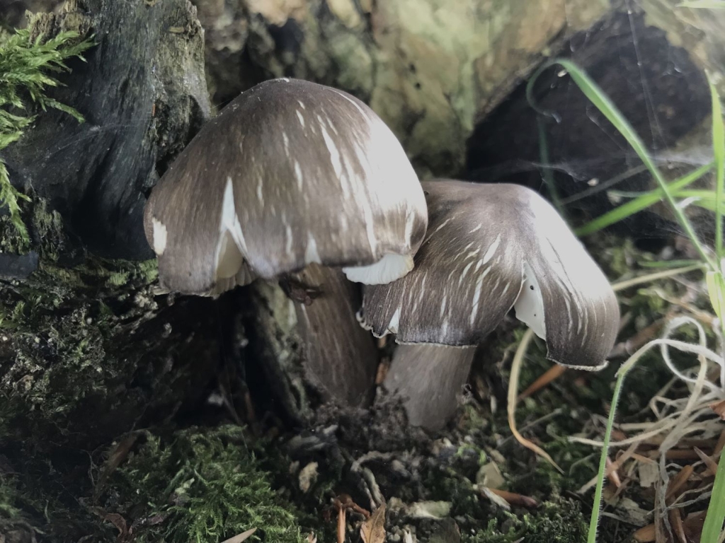 Whitelaced Shank - Wild Food UK
