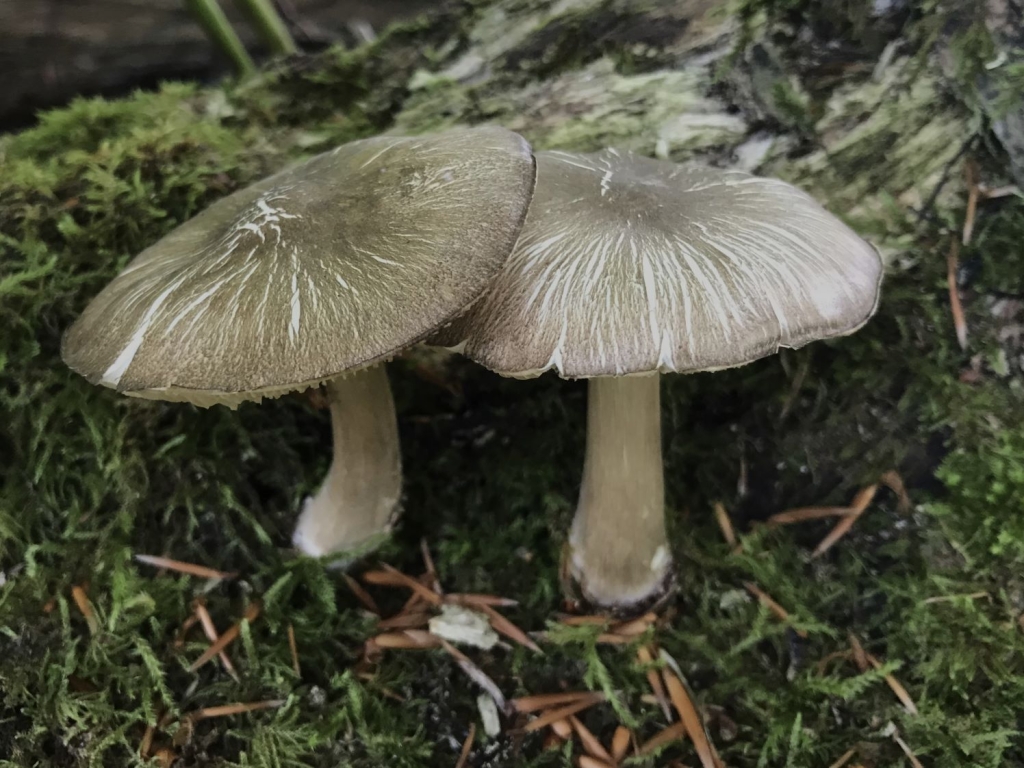 Whitelaced Shank - Wild Food UK