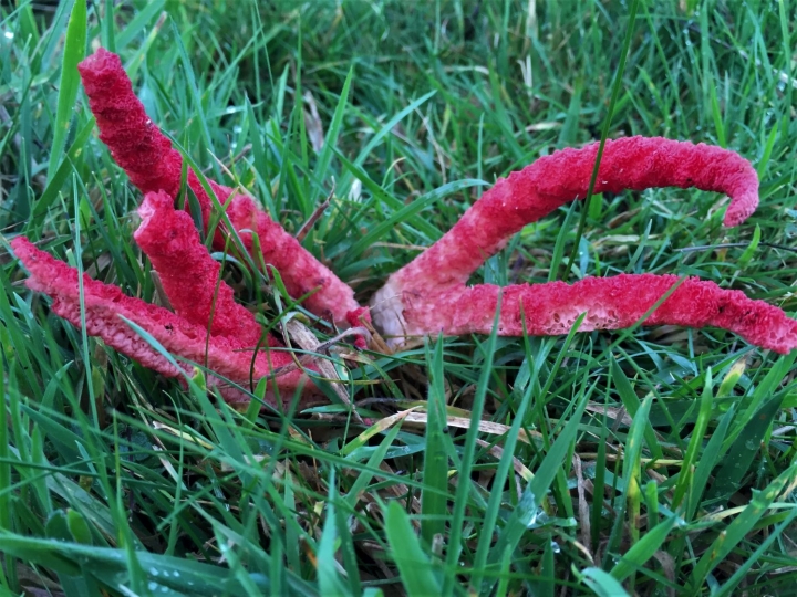 Devil’s Fingers - Wild Food UK