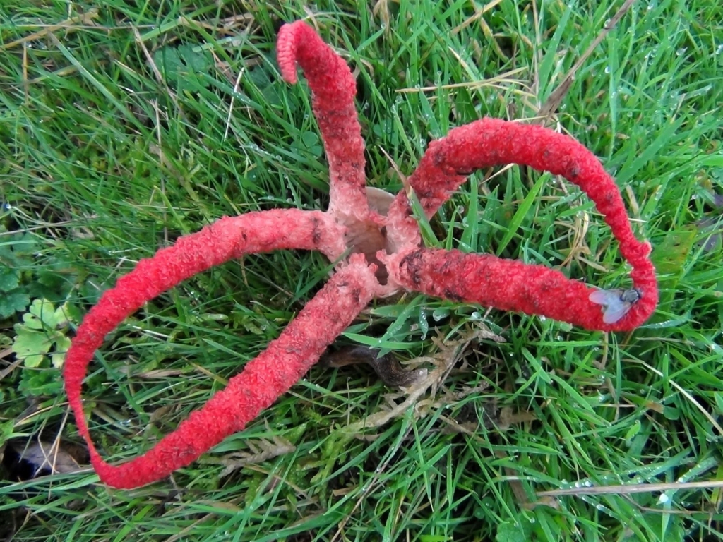 Devil’s Fingers - Wild Food UK