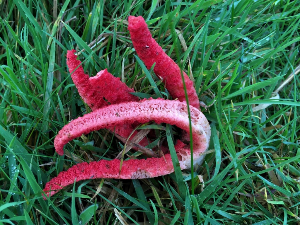 Devil’s Fingers - Wild Food UK