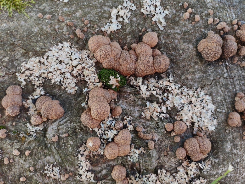 Beech Woodwart - Wild Food UK