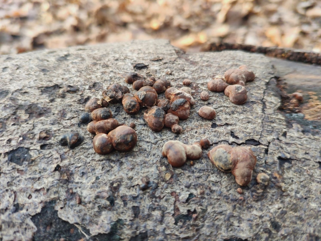 Beech Woodwart - Wild Food UK