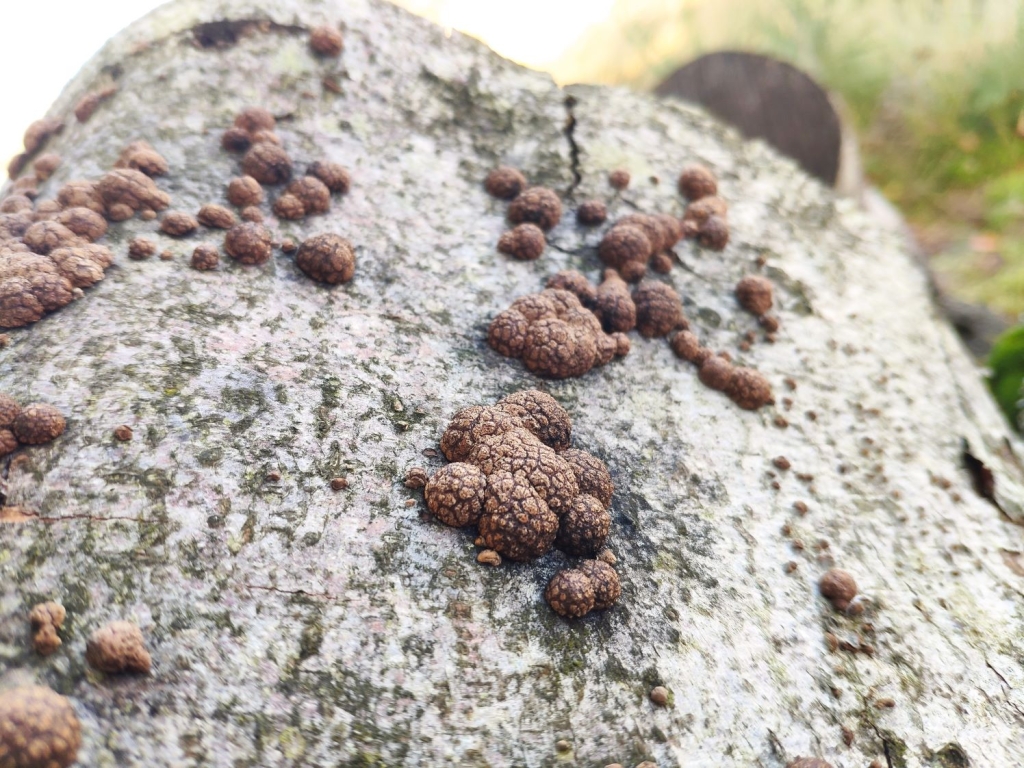 Beech Woodwart - Wild Food UK