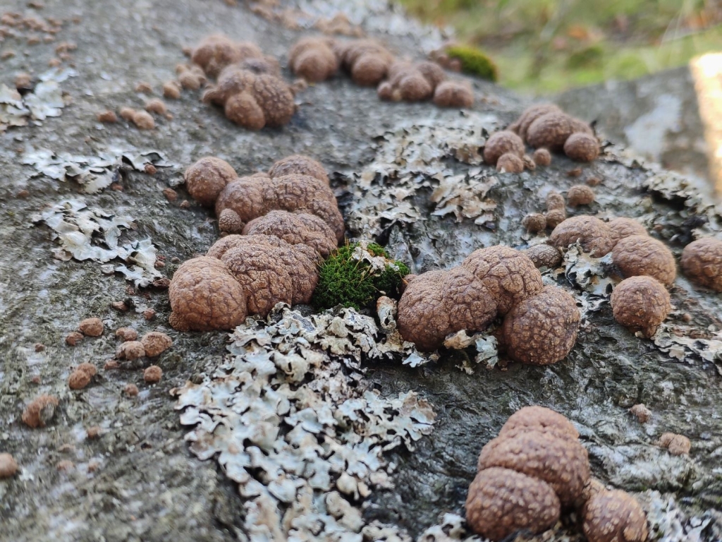 Beech Woodwart - Wild Food UK