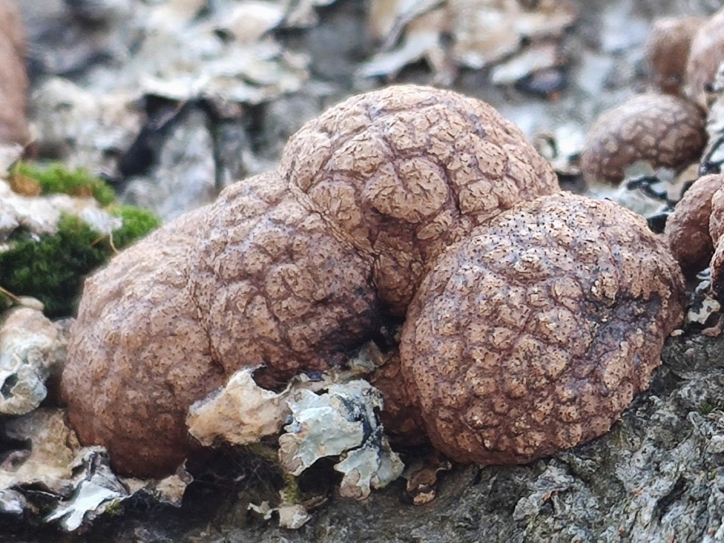 Beech Woodwart - Wild Food UK