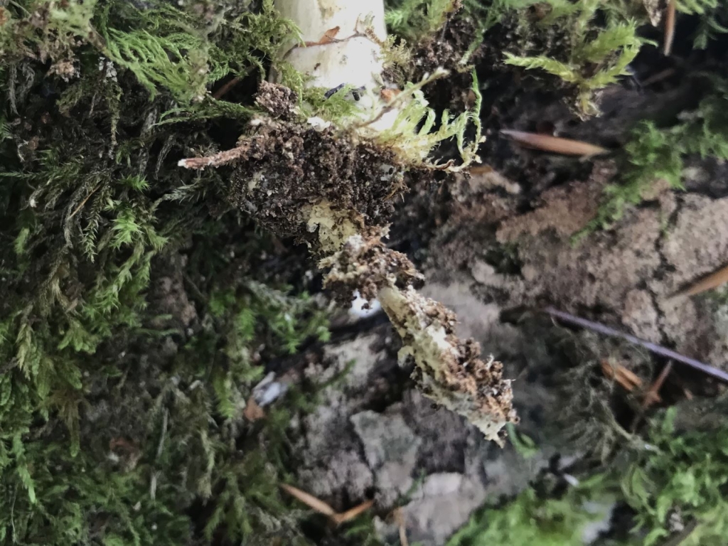 Whitelaced Shank - Wild Food UK