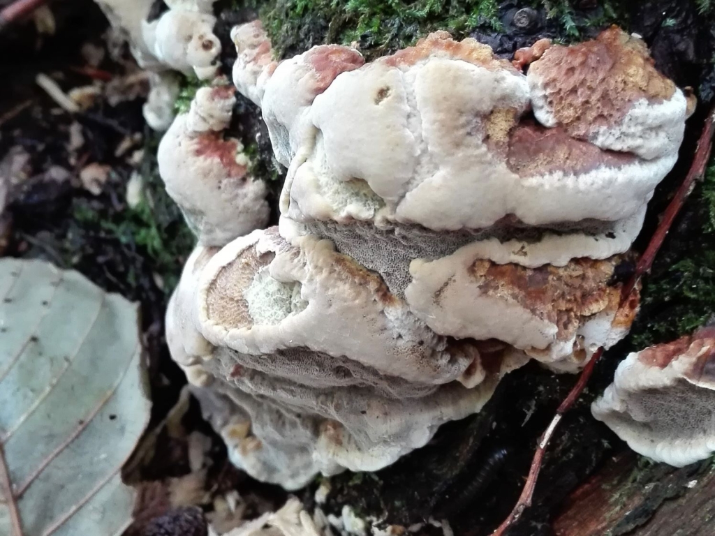 Alder Bracket - Wild Food UK