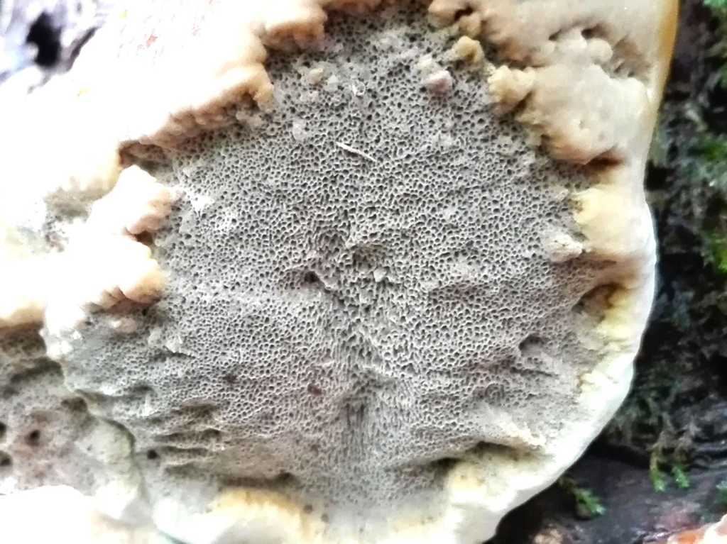 Alder Bracket - Wild Food UK