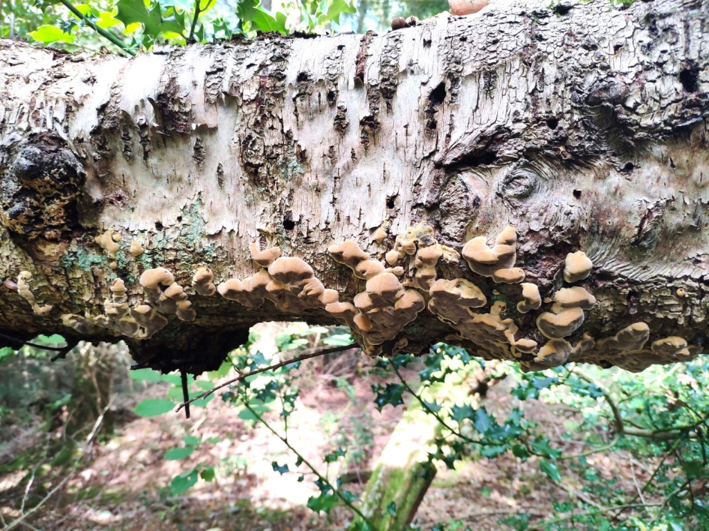 Alder Bracket - Wild Food UK
