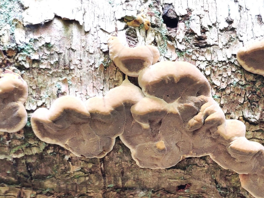Alder Bracket - Wild Food UK