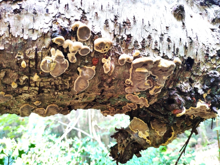 Alder Bracket - Wild Food UK