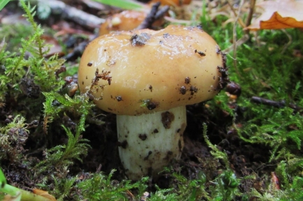 Wild UK Mushrooms (Fungi): Guide to Identification & Picking
